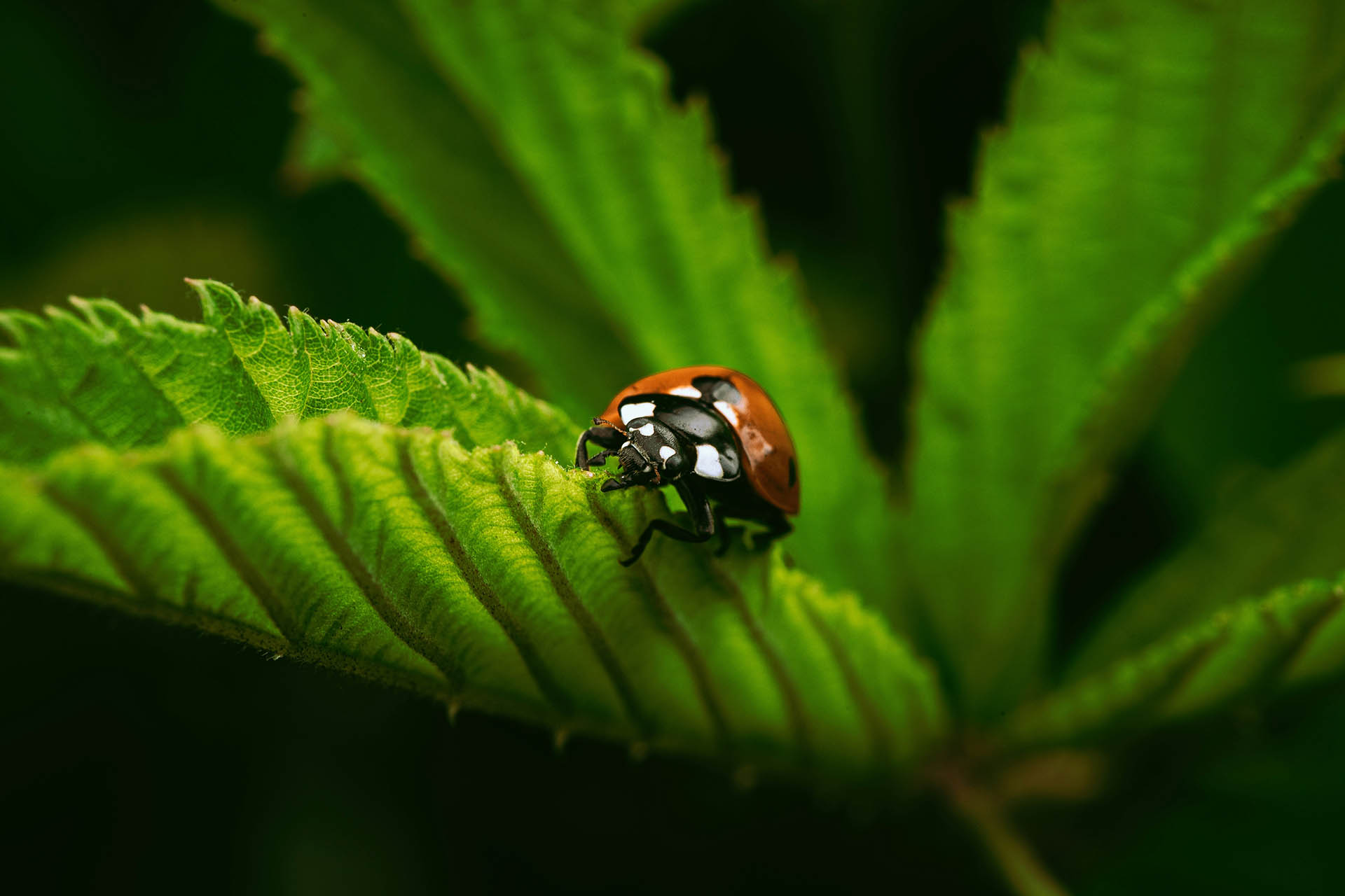 How to Revise for Biology - Oxford Science Studies